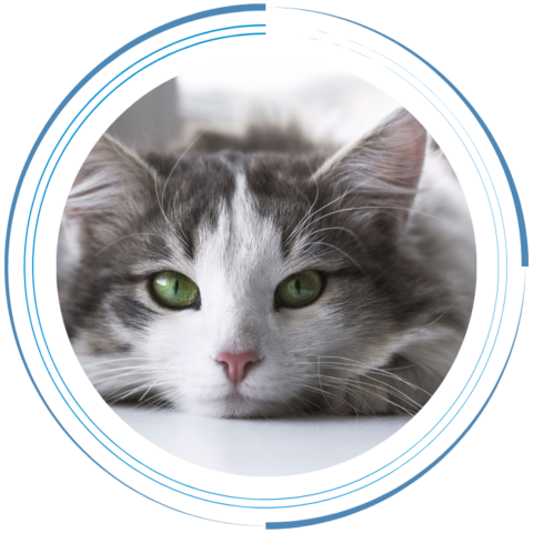 CPR Consent Form | Stoneside Veterinary Hospital