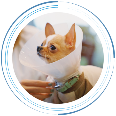 Surgery Consent Form | Stoneside Veterinary Hospital